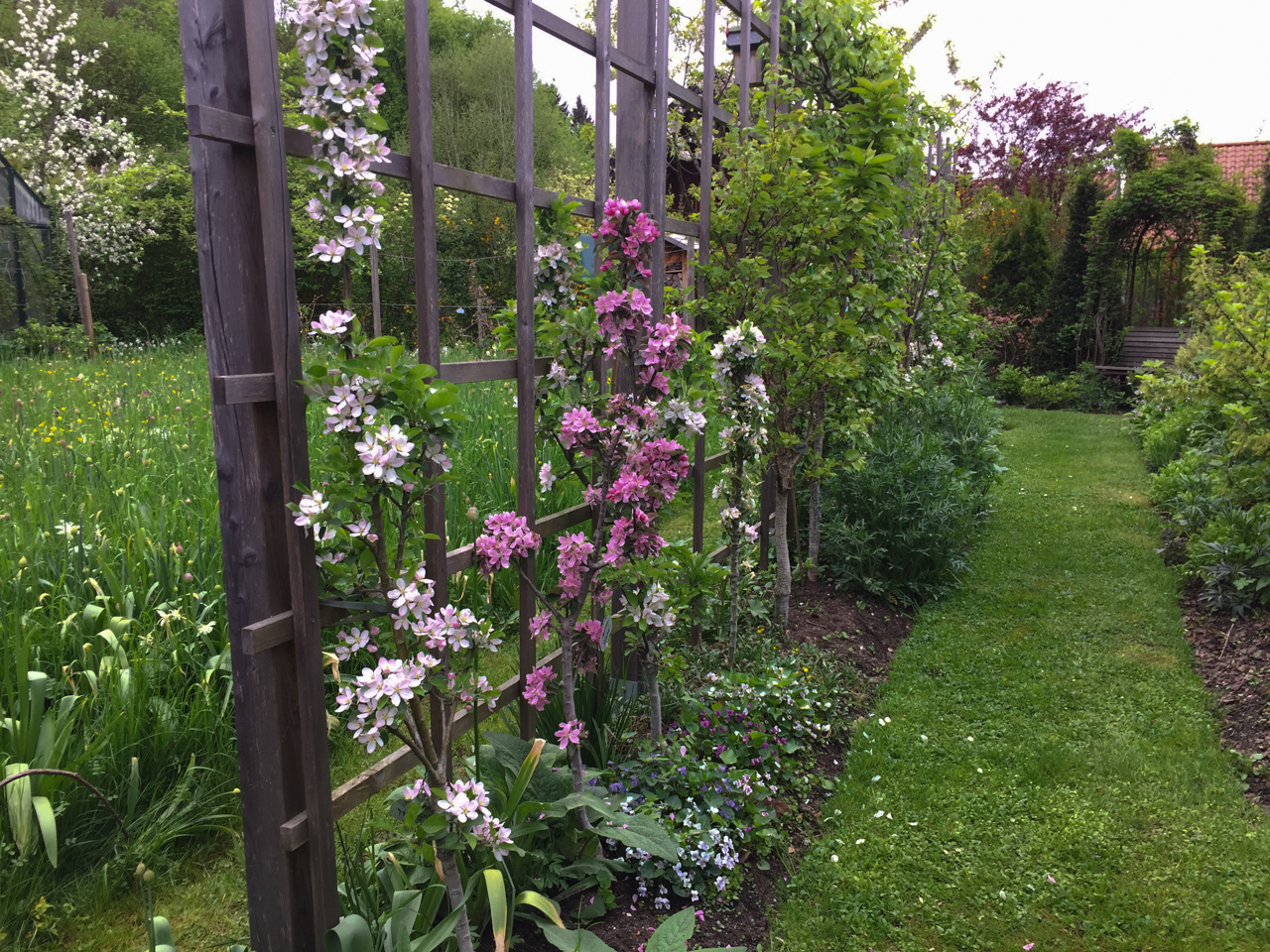 05_19_Spalierbäume entspitzen - Biogärtner