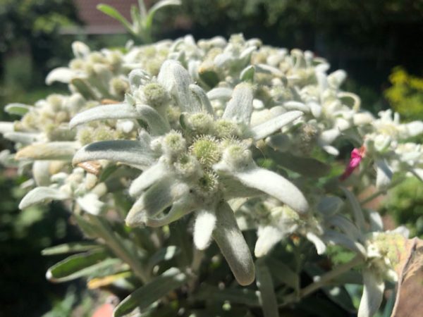 Edelweiß - Ein Mythos kehrt wieder - Biogärtner